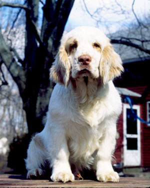 Clumber Spaniel | Mount Rainier Sporting Spaniel Association