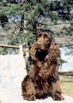 Field Spaniel | Mount Rainier Sporting Spaniel Association