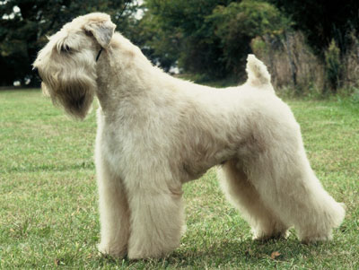 Breed standard Wheaton | Soft coated wheaten terrier, Wheaten terrier ...