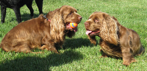 Sussex Spaniel | Mount Rainier Sporting Spaniel Association