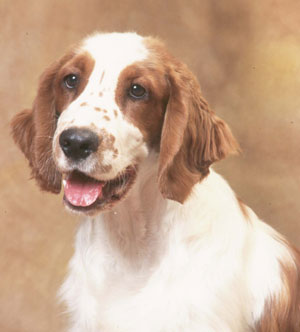 Welsh Springer Spaniel | Mount Rainier Sporting Spaniel Association