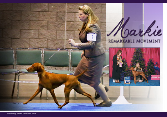 AKC Weekly Winners Gallery Blog